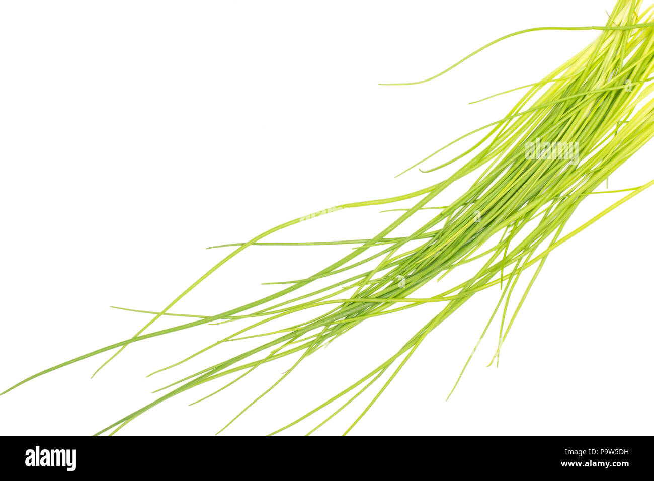 Fresh chives top view isolated on white background grass-like leaves ...