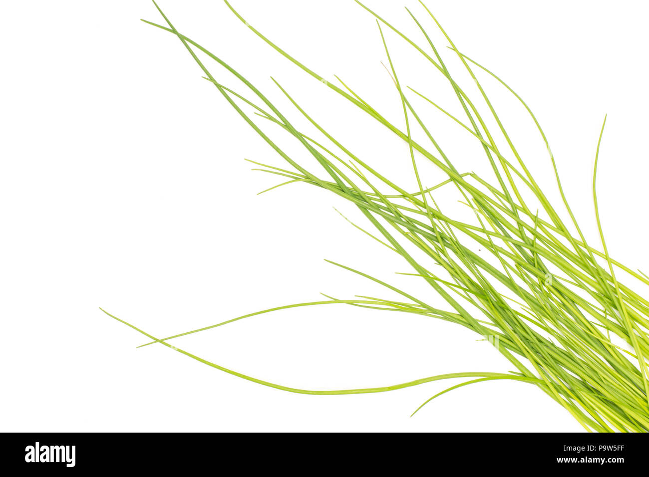 Fresh chives top view isolated on white background grass slender leaves ...