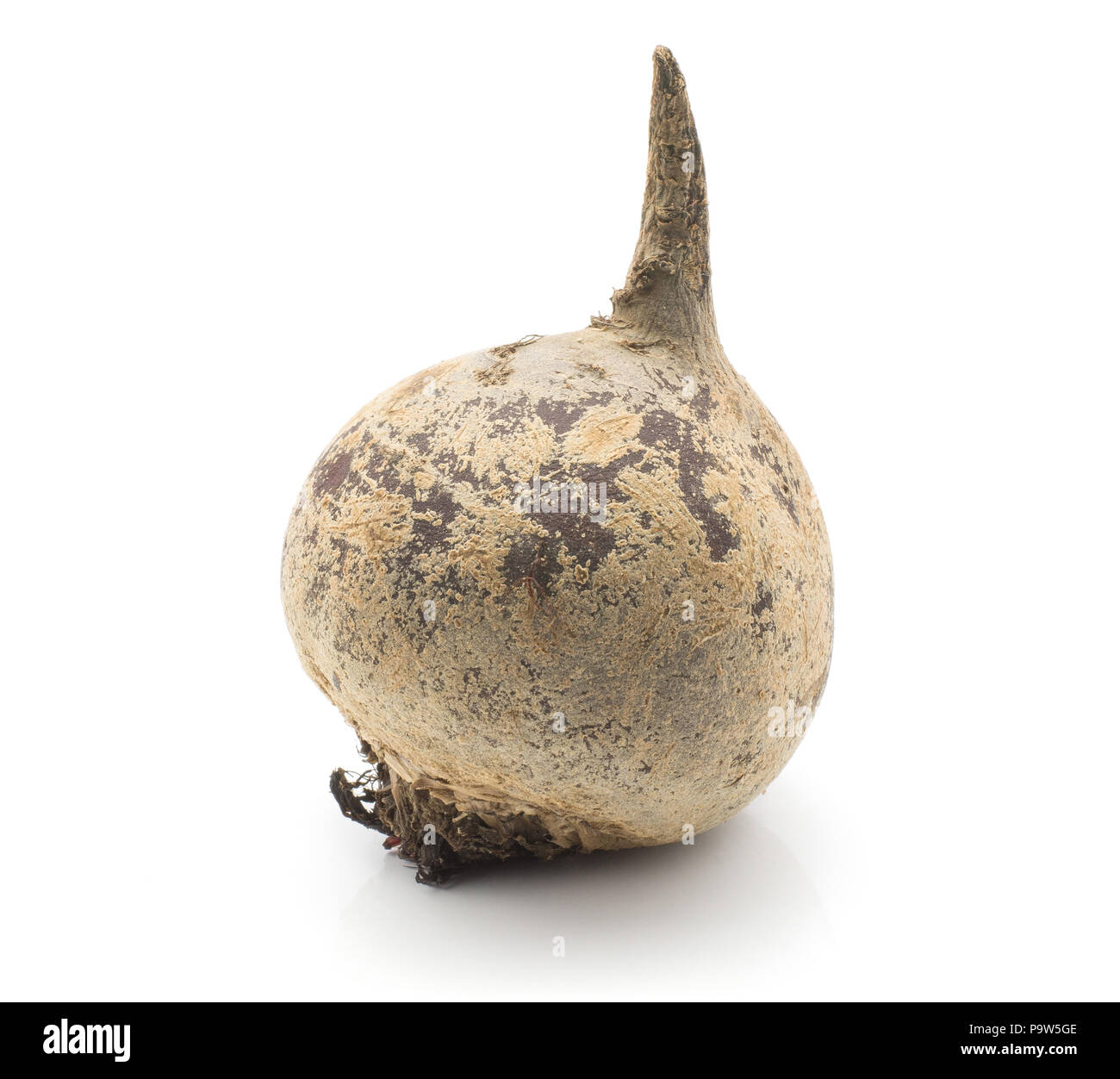 One beetroot (raw red beet) bulb isolated on white background Stock ...