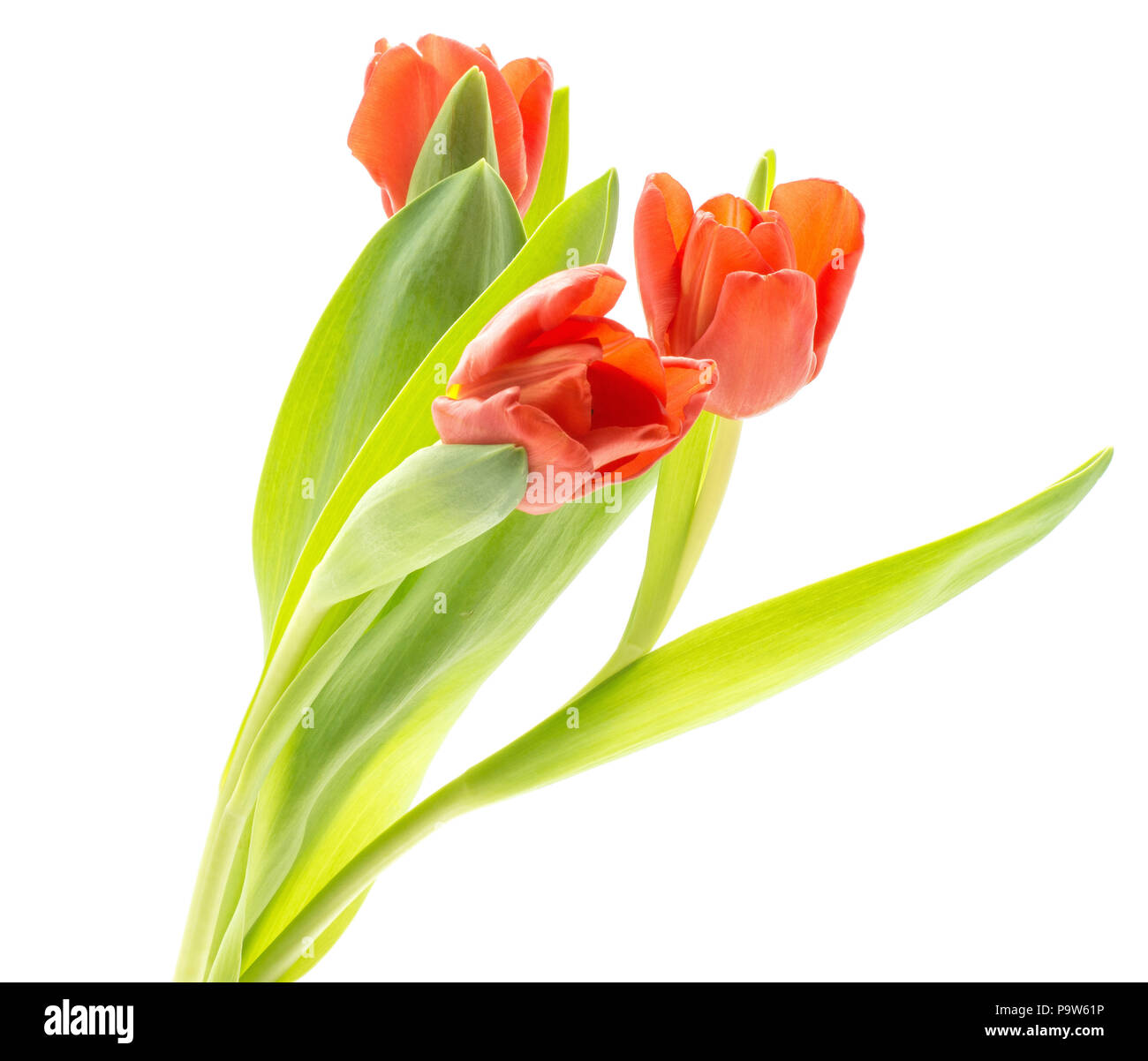 Three red tulips isolated on white background spring flowers fresh cut ...