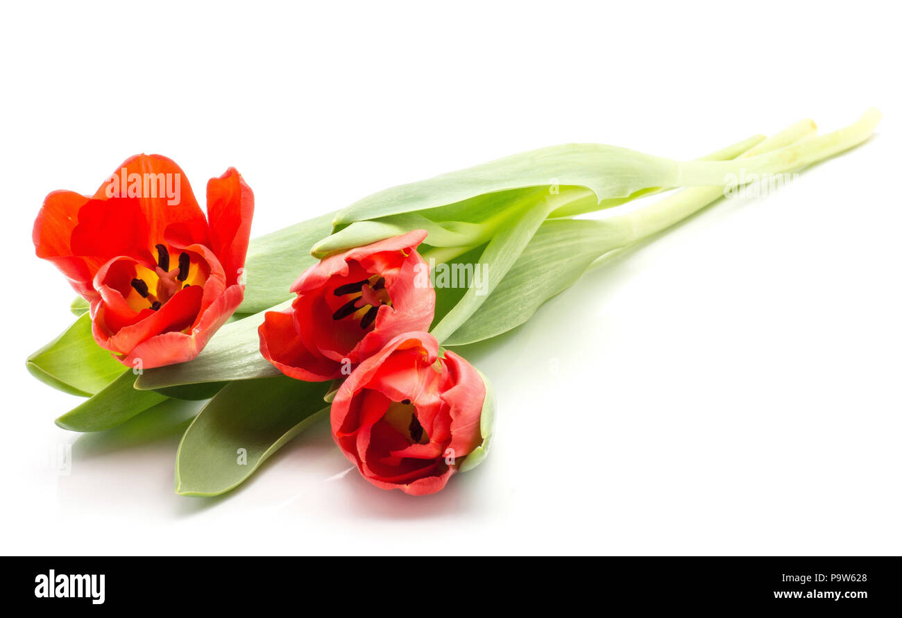 Three red tulips bouquet spring flowers isolated on white background ...