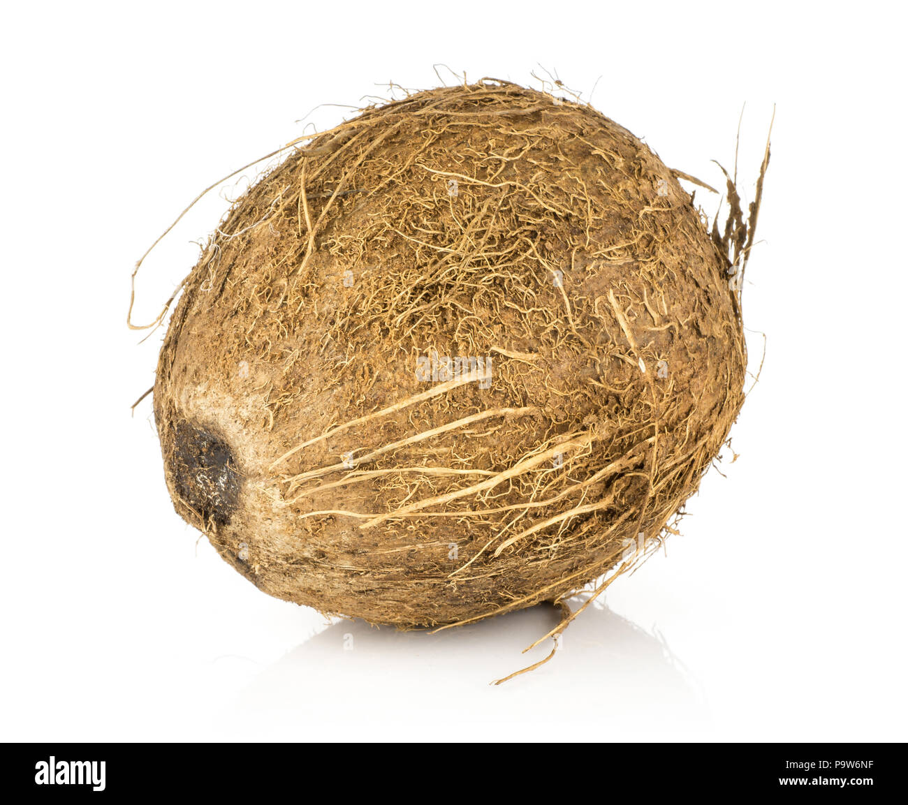 Coconut isolated on white background one nut brown fibrous shell Stock ...
