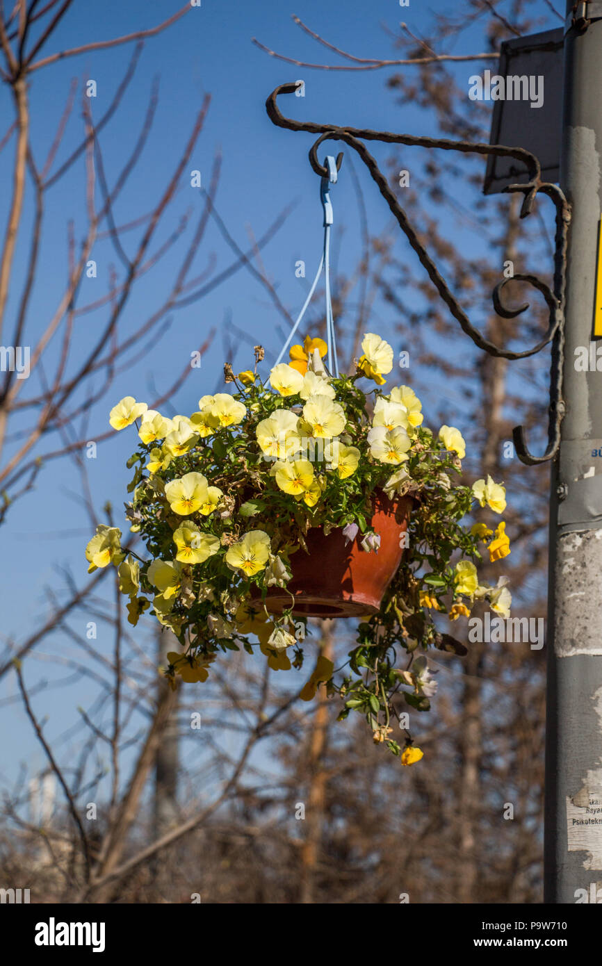 Beautiful colorful natural spring flowers in flower pot Stock Photo - Alamy