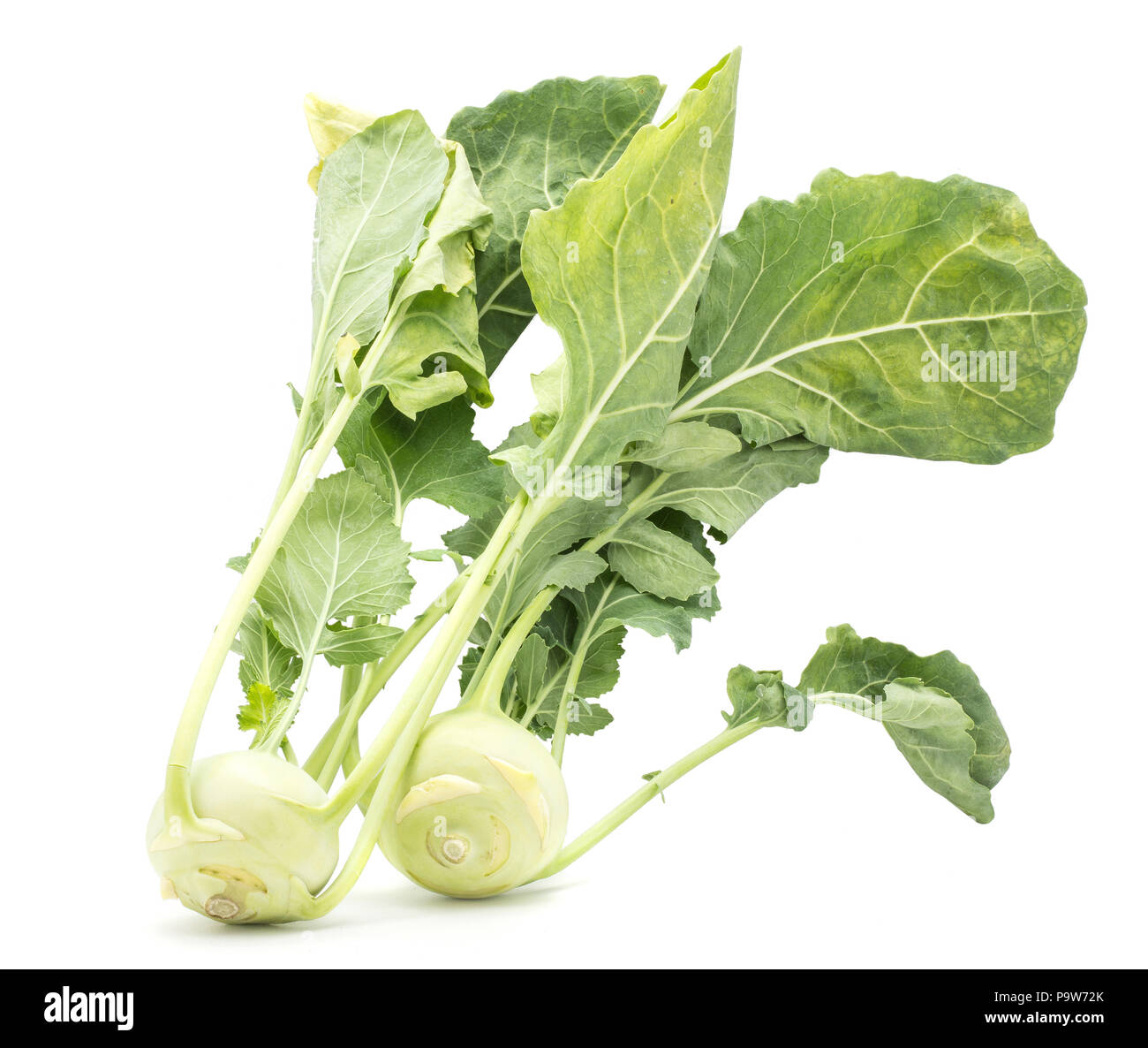 Two kohlrabi (German turnip or turnip cabbage) bulbs with fresh long ...