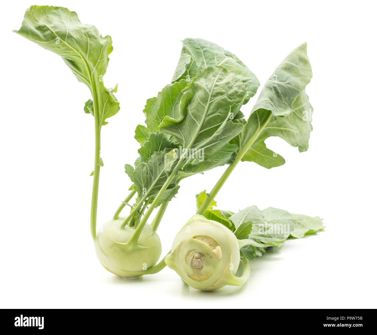 Kohlrabi (German turnip or turnip cabbage) two bulbs with fresh long ...