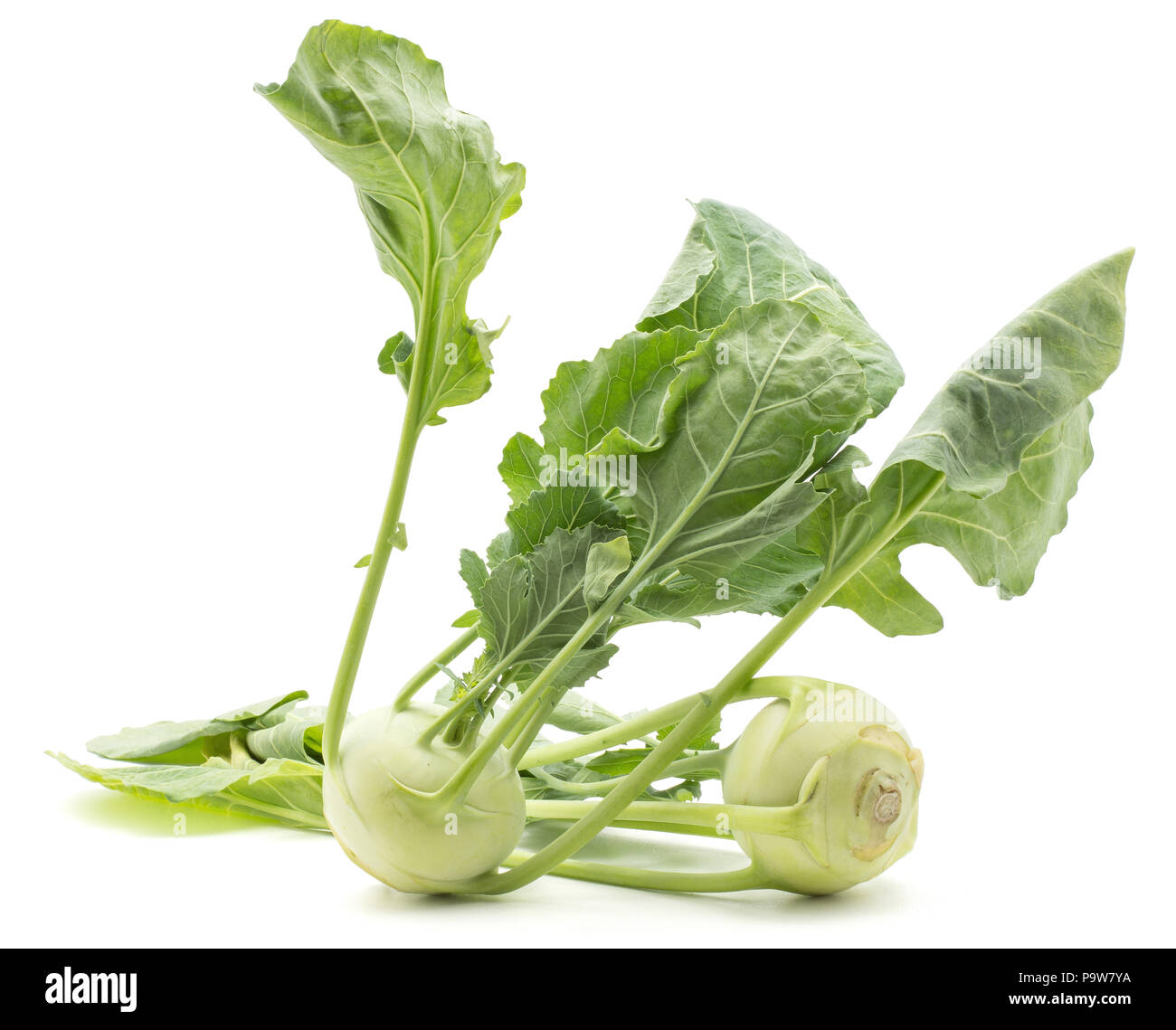 Kohlrabi (German turnip or turnip cabbage) two bulbs with fresh long ...