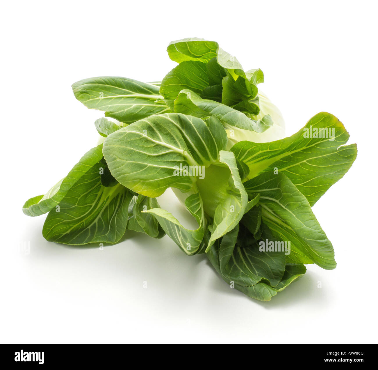 Bok choy (Pak choi) fresh green flowerlike leaves isolated on white ...