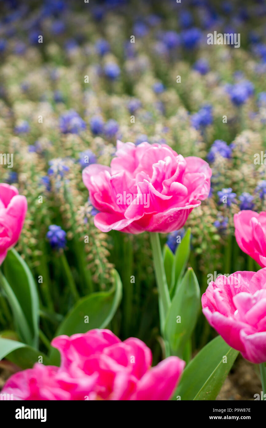 Blooming beautiful colorful natural flowers in view Stock Photo - Alamy