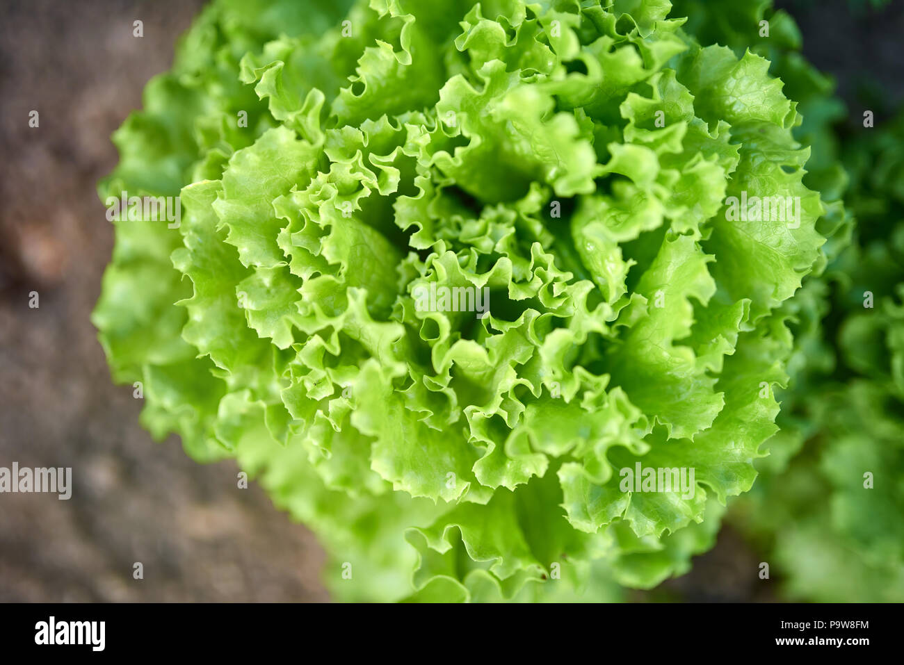 Vegetable garden aerial closeup hi-res stock photography and images - Alamy