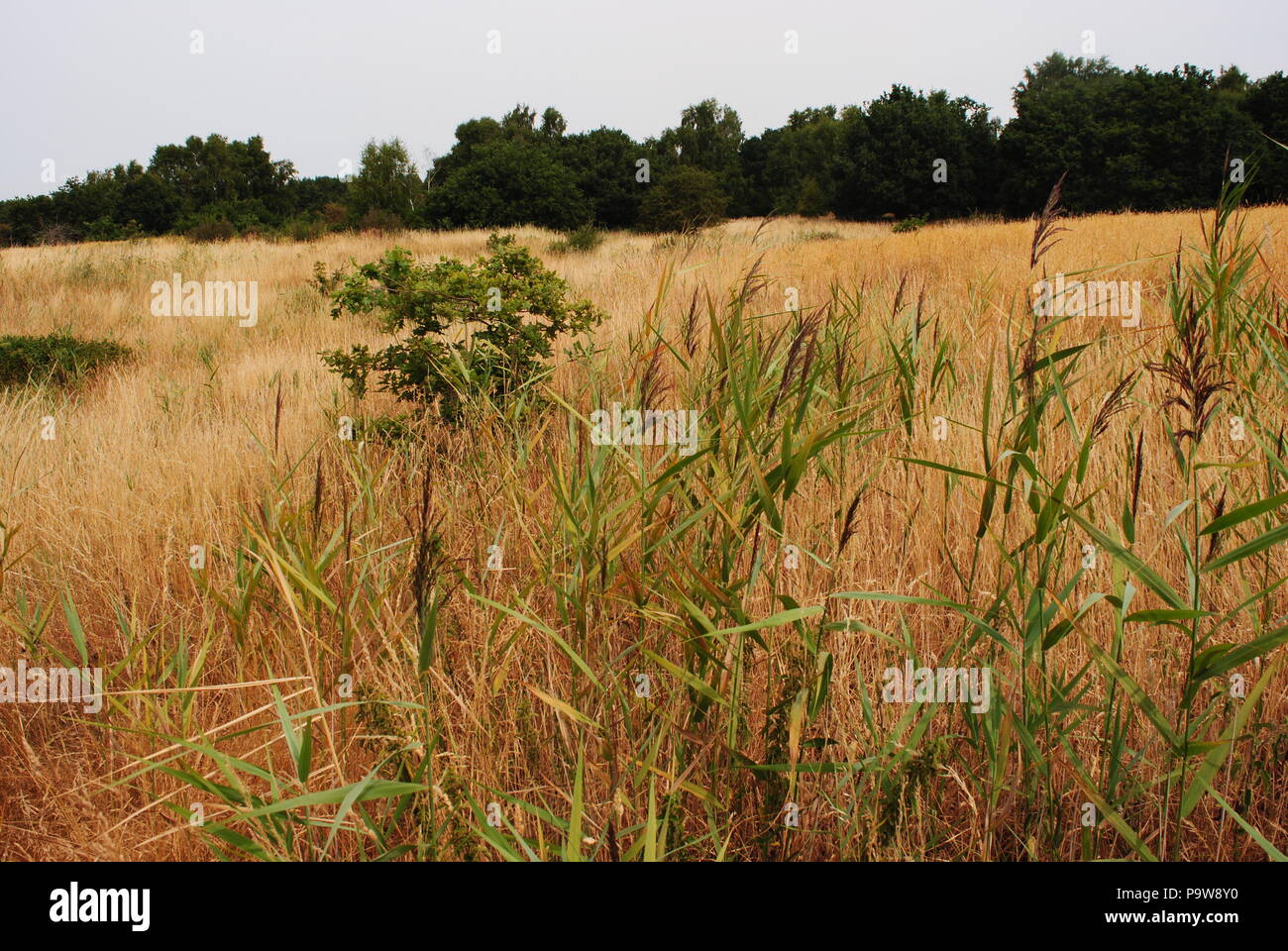 Yellow grass hi-res stock photography and images - Alamy