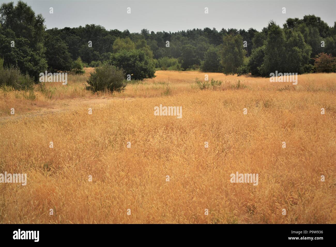 Hot yellow grass hi-res stock photography and images - Alamy
