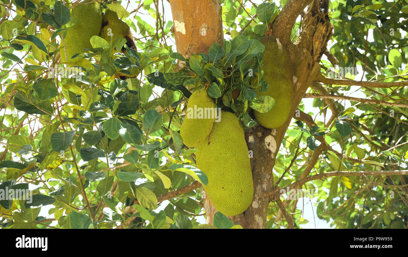 Jackfruit Tree and young Jackfruits. Tree branch full of jack fruits ...