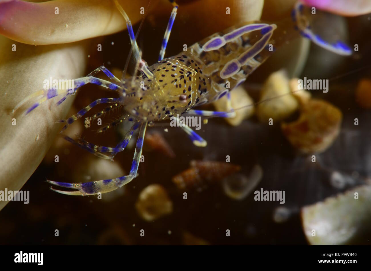 A prawn palaemon with fascinating skin Stock Photo - Alamy