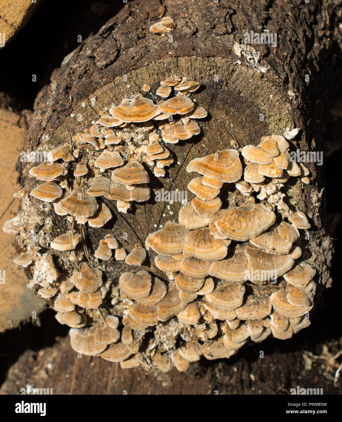 fungi growing on a fallen tree trunk Stock Photo - Alamy
