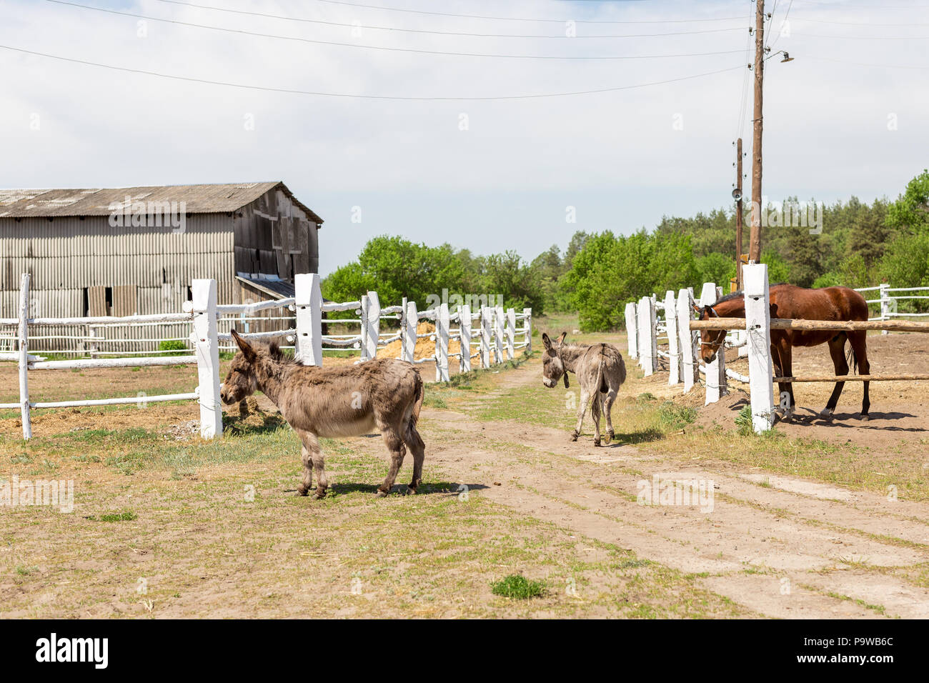 Farm scene with donkeys and horse over wooden log fence, bale of hay ...