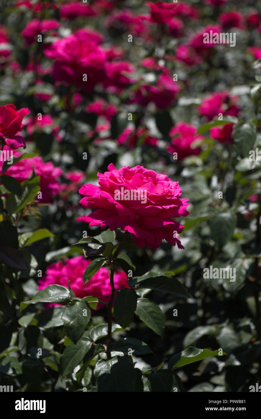 Rose garden full of beautiful fresh roses Stock Photo - Alamy