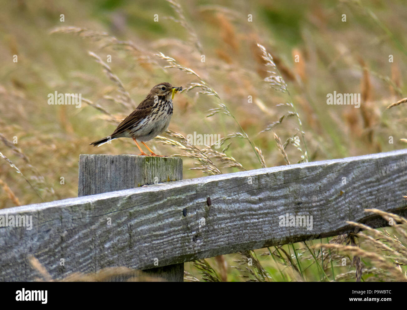 Food bill hi-res stock photography and images - Alamy