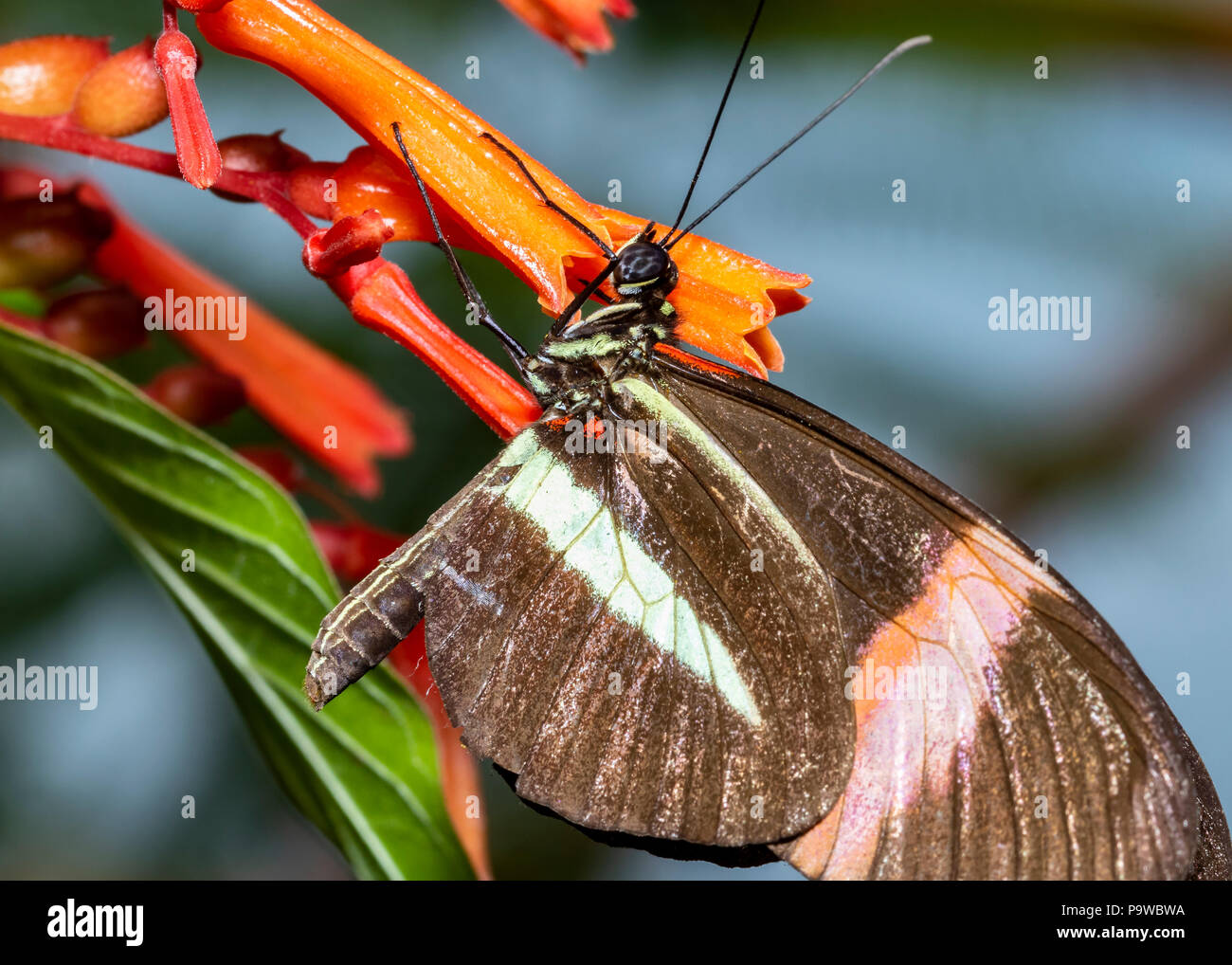 macro shot of a butterfly Stock Photo - Alamy