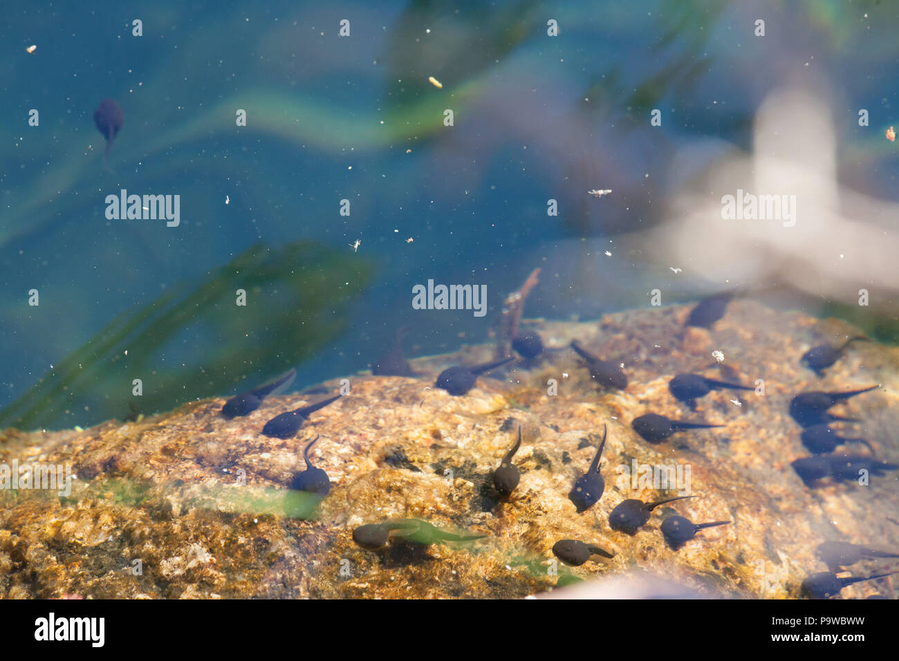 Tadpoles swimming in water Stock Photo - Alamy