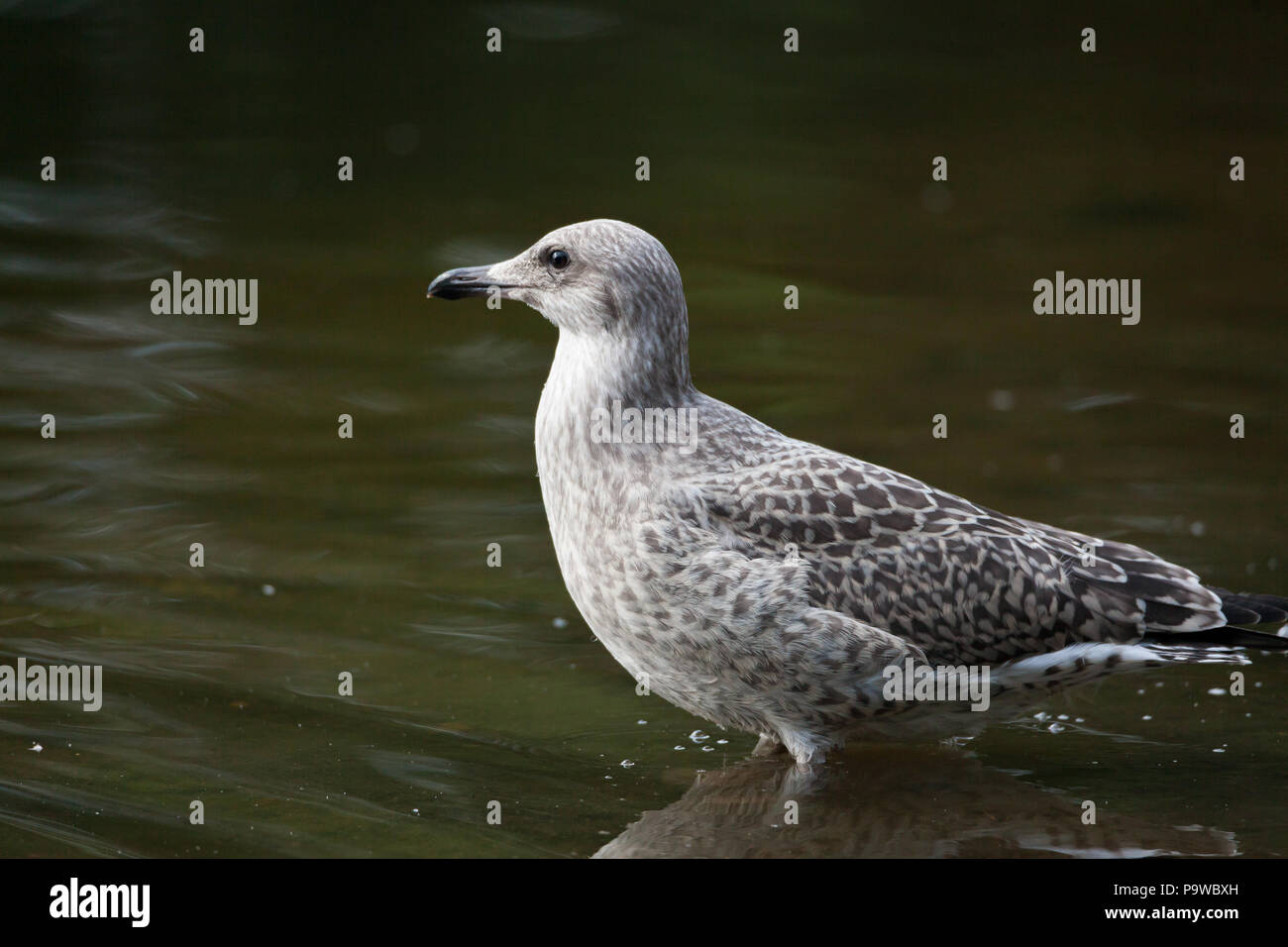 Young seagull hi-res stock photography and images - Alamy