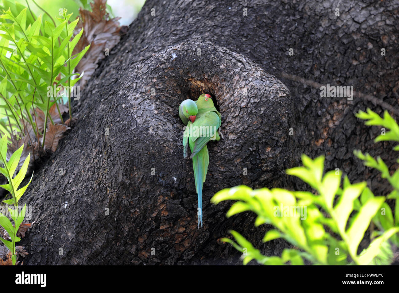 Dhaka, Bangladesh - May 06, 2011: Parrot parents and their nest of ...