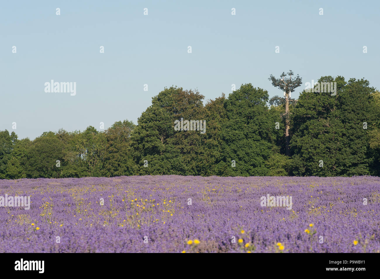 Cell towers disguise tree hi-res stock photography and images - Alamy