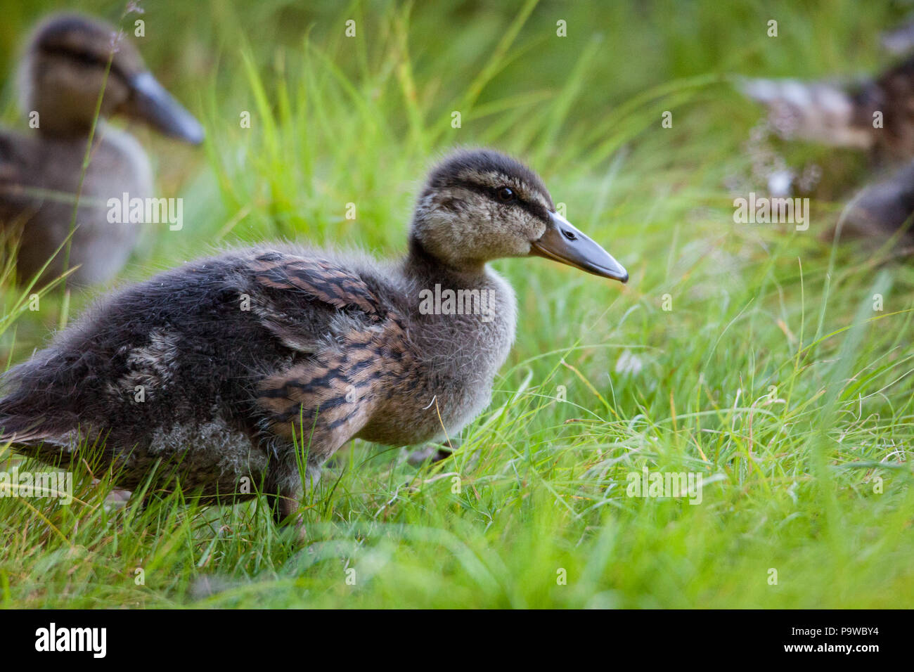 Young ducklings in nature Stock Photo - Alamy