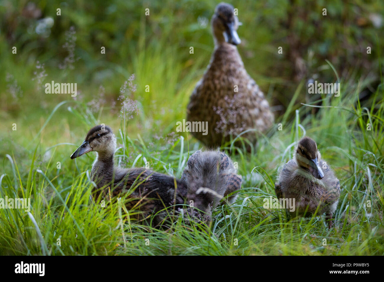 Young ducklings in nature Stock Photo - Alamy