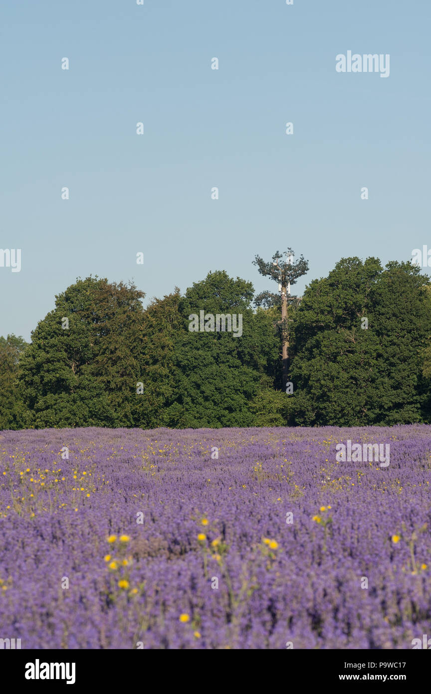 Telecommunications mast blended and made to look like an evergreen tree ...