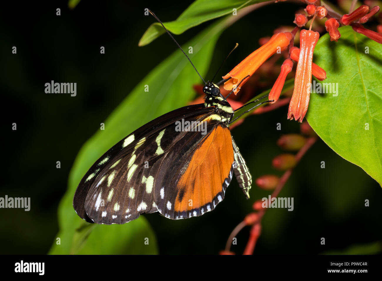 macro shot of a butterfly Stock Photo - Alamy