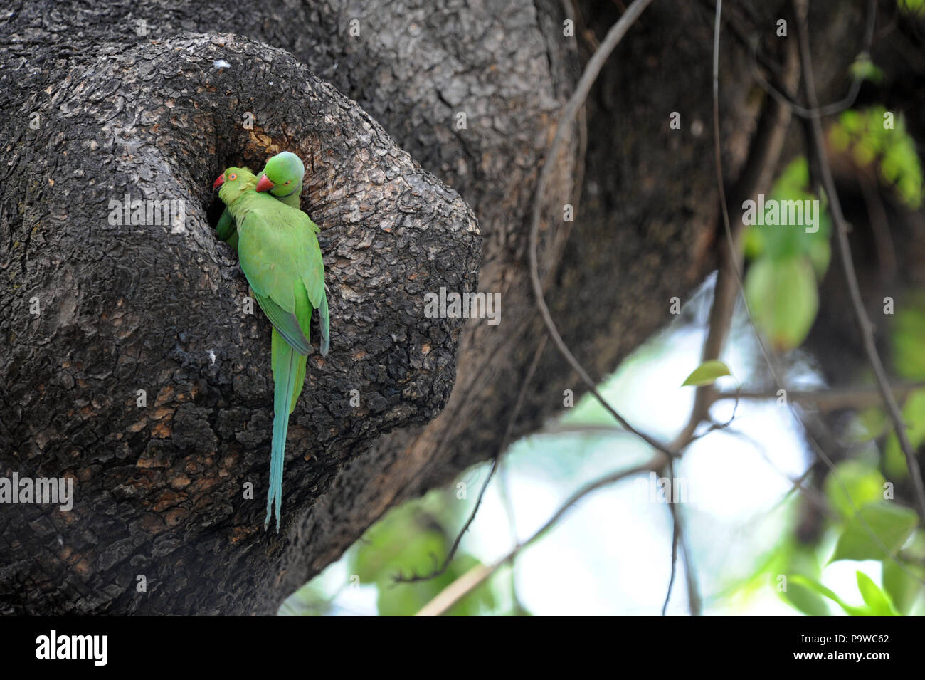 Dhaka, Bangladesh - May 06, 2011: Parrot parents and their nest of ...