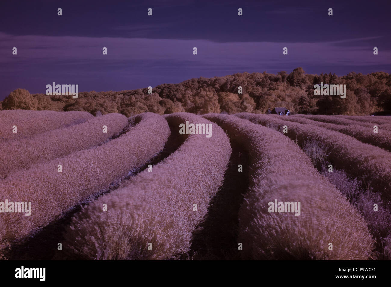 Infrared landscape of Kent lavender fields at wavelength 720nm with ...