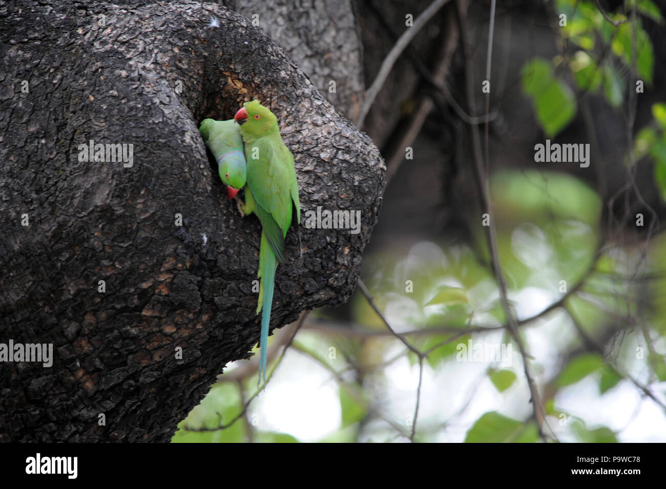 Dhaka, Bangladesh - May 06, 2011: Parrot parents and their nest of ...