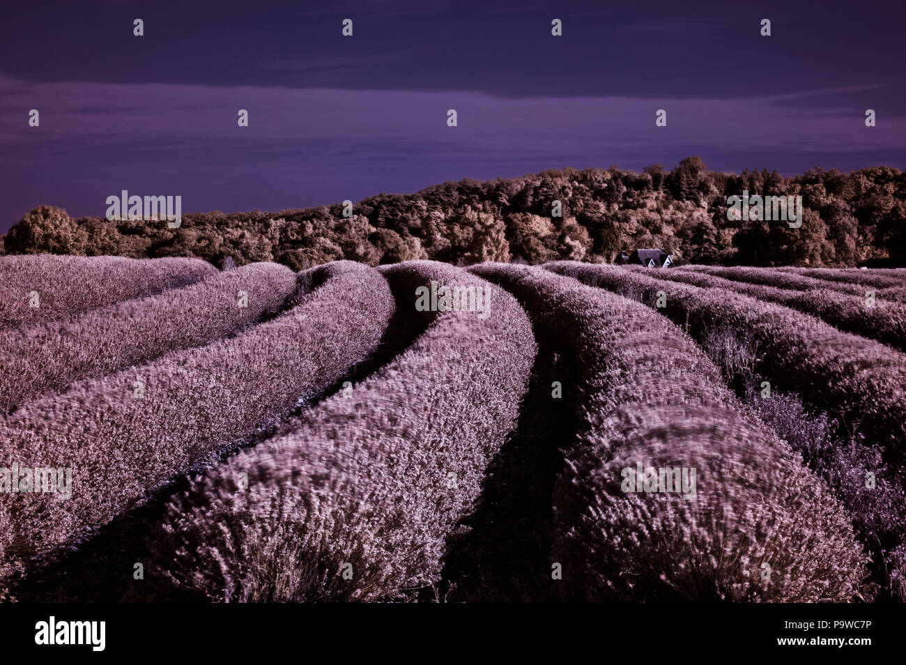 Infrared landscape of Kent lavender fields at wavelength 720nm with ...