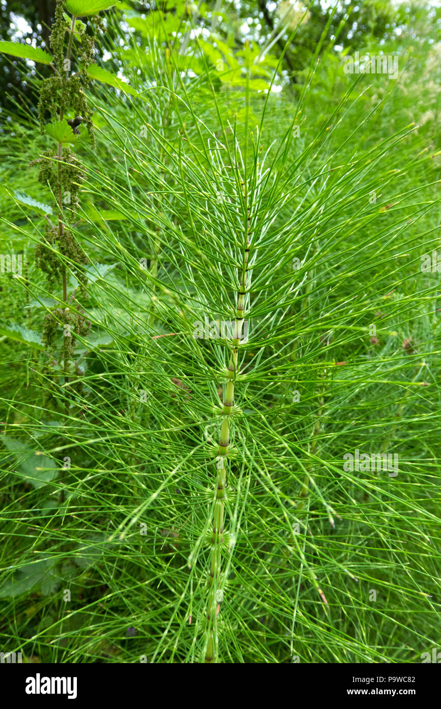 Horse tail fern Stock Photo - Alamy