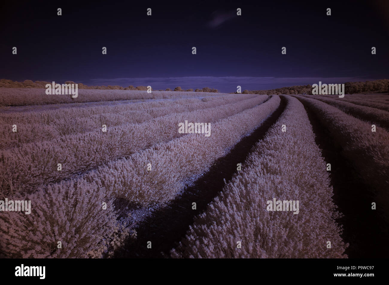 Infrared landscape of Kent lavender fields at wavelength 720nm with ...