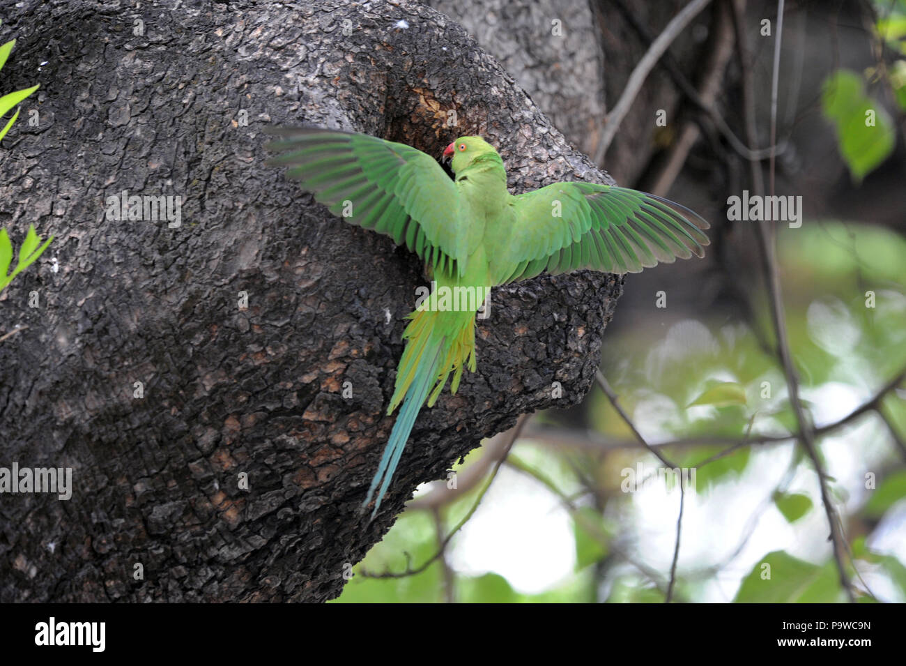 Dhaka, Bangladesh - May 06, 2011: Parrot parents and their nest of ...