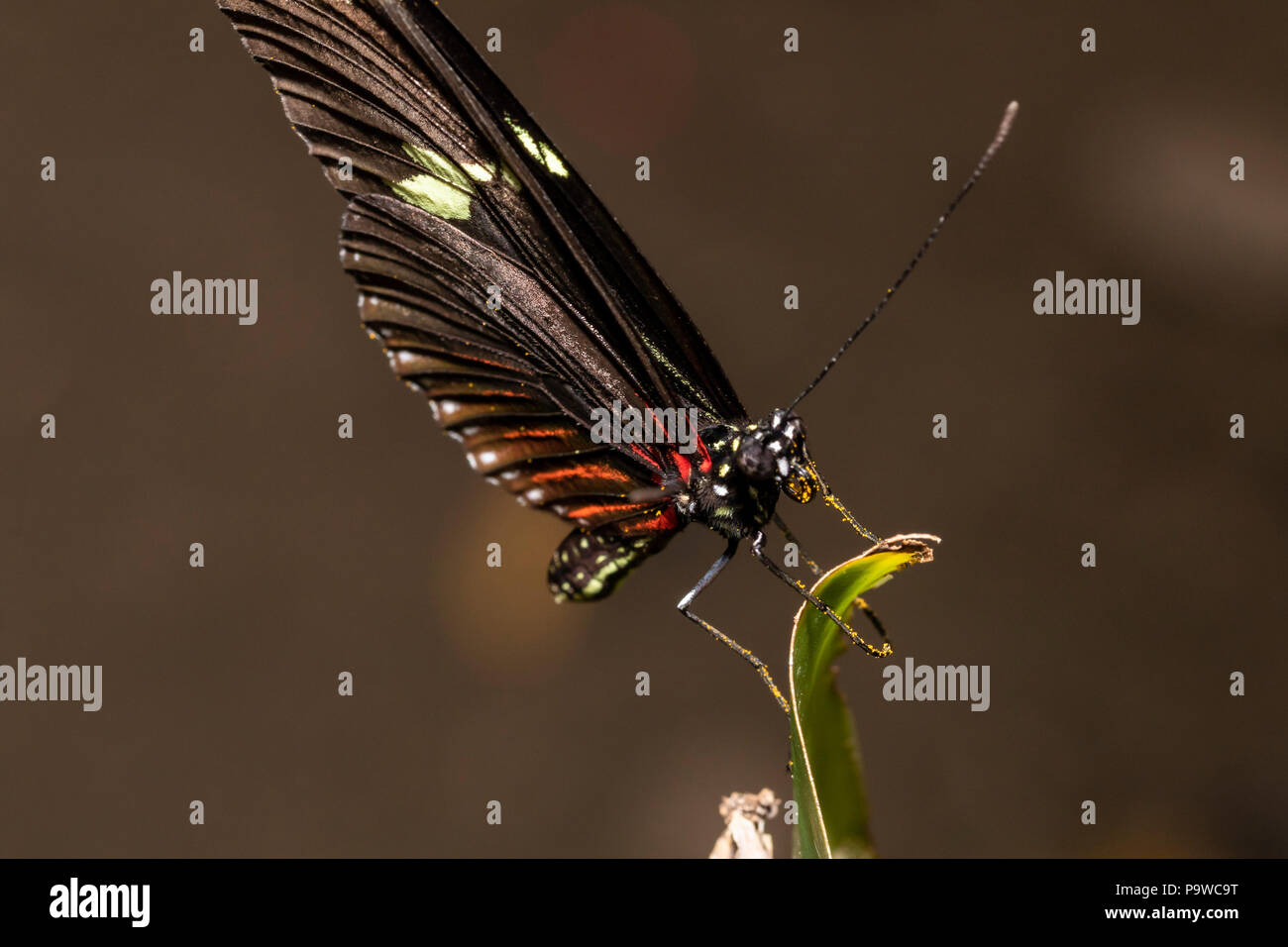 Closeup shot mexican butterfly hi-res stock photography and images - Alamy