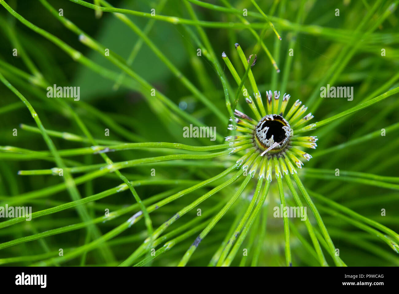 Horse tail fern Stock Photo - Alamy