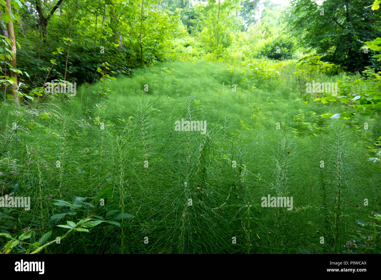 Horse tail fern Stock Photo - Alamy