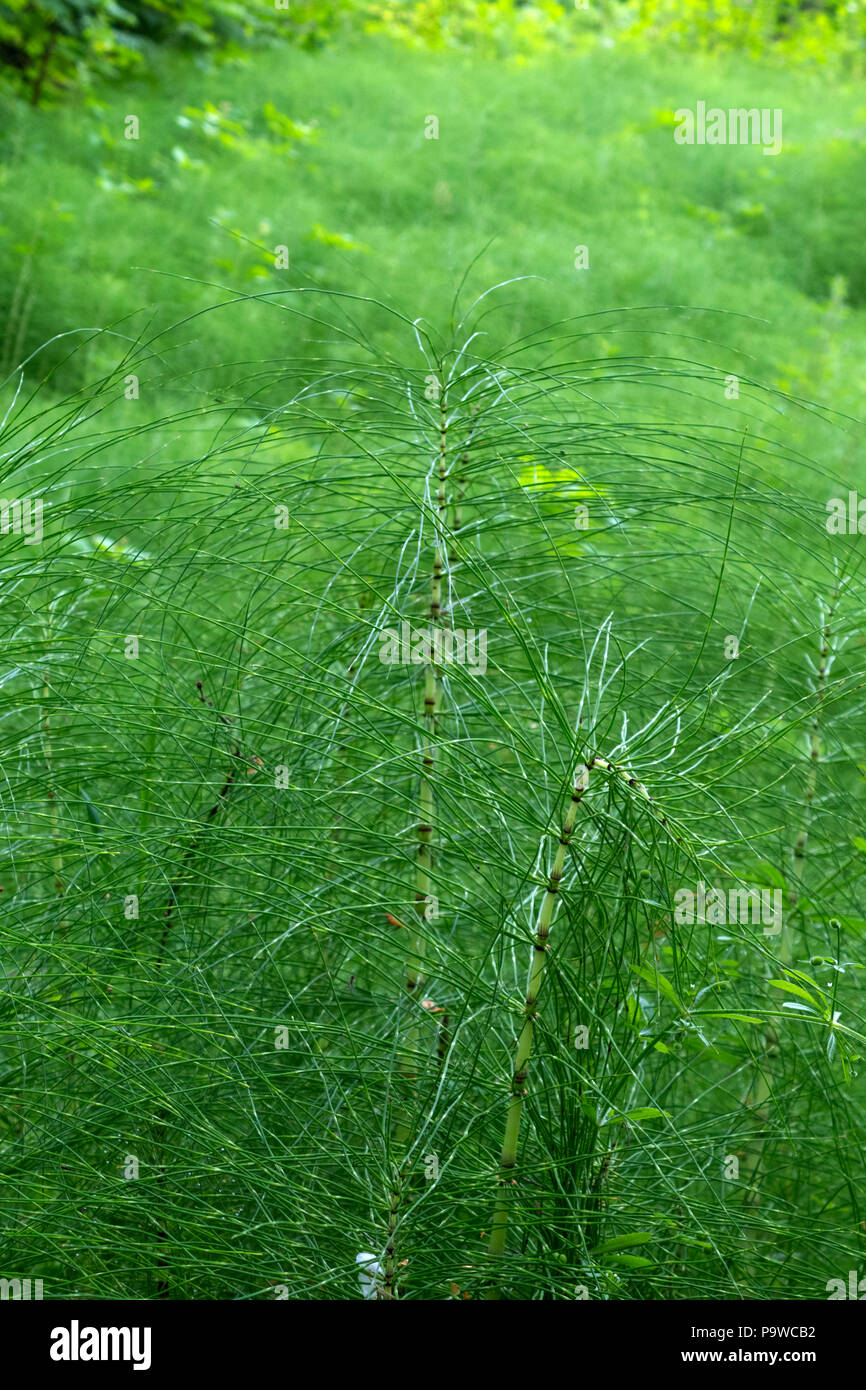 Horse tail fern Stock Photo - Alamy