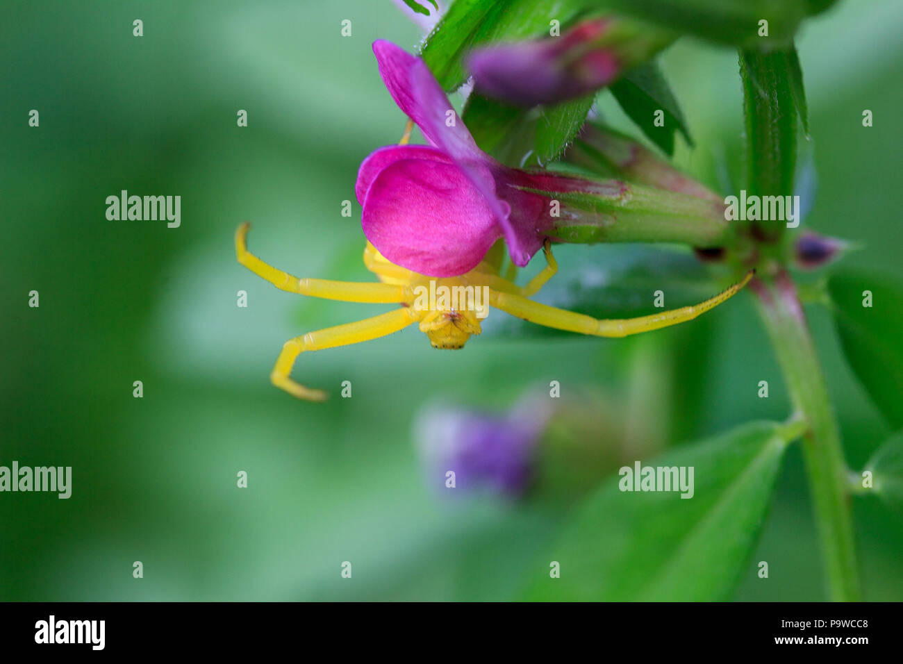 A floral yellow spider (Misumena vatia) sits upside down on a purple ...