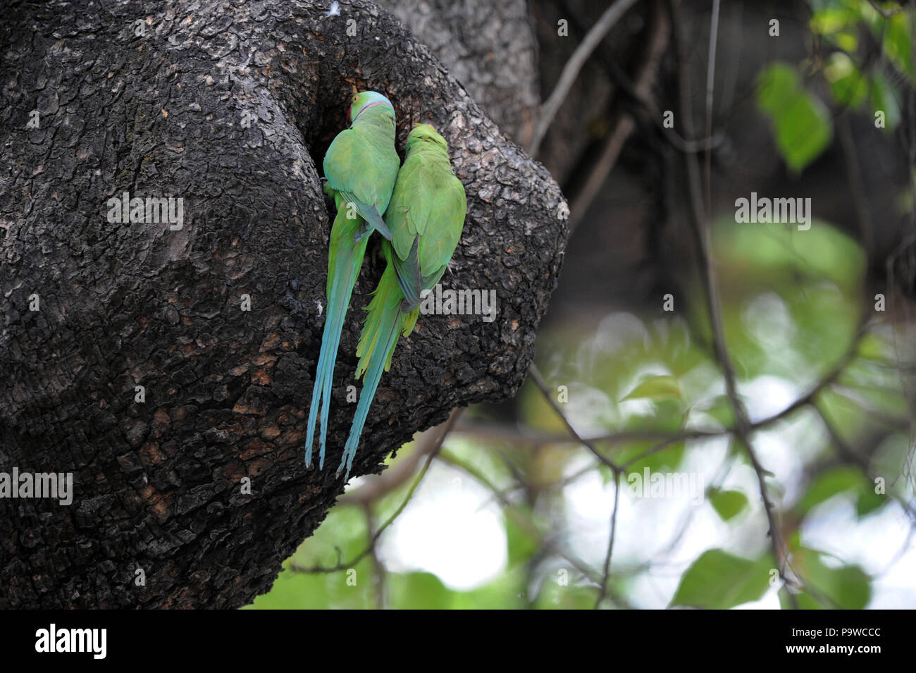 Dhaka, Bangladesh - May 06, 2011: Parrot parents and their nest of ...