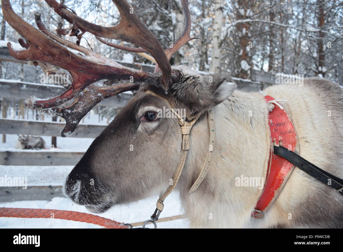 Reindeer Sleigh Ride High Resolution Stock Photography and Images - Alamy
