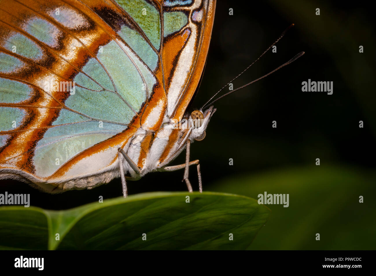 macro shot of a butterfly Stock Photo - Alamy