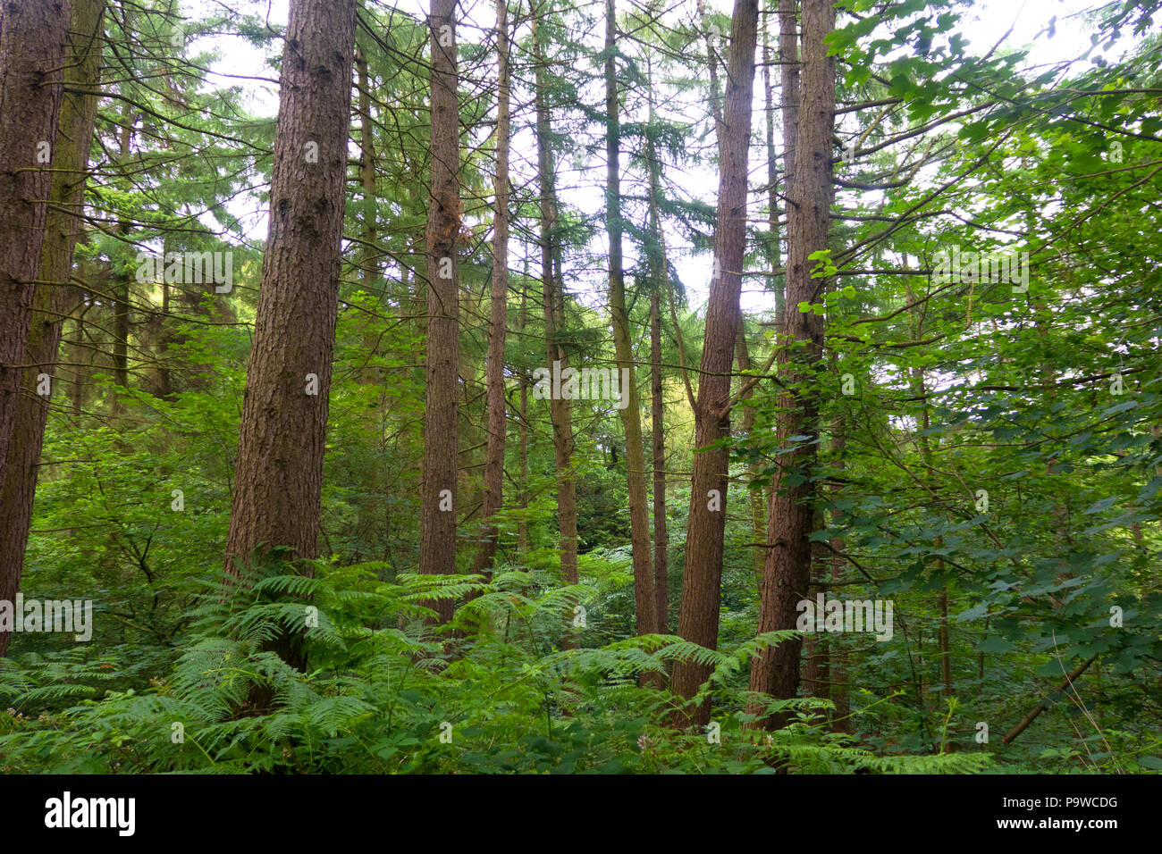 Castle Dene woodland Stock Photo - Alamy