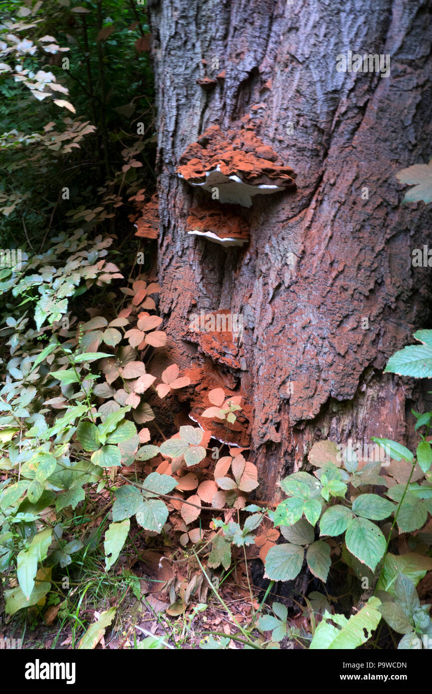 Artists fungus hi-res stock photography and images - Alamy