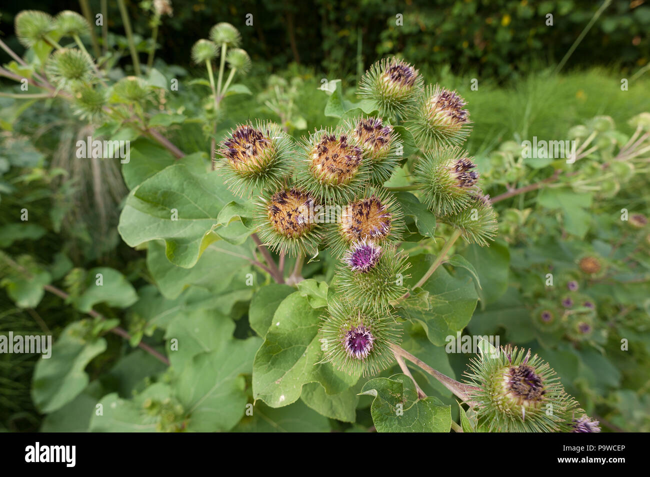 Velcro weed hi-res stock photography and images - Alamy