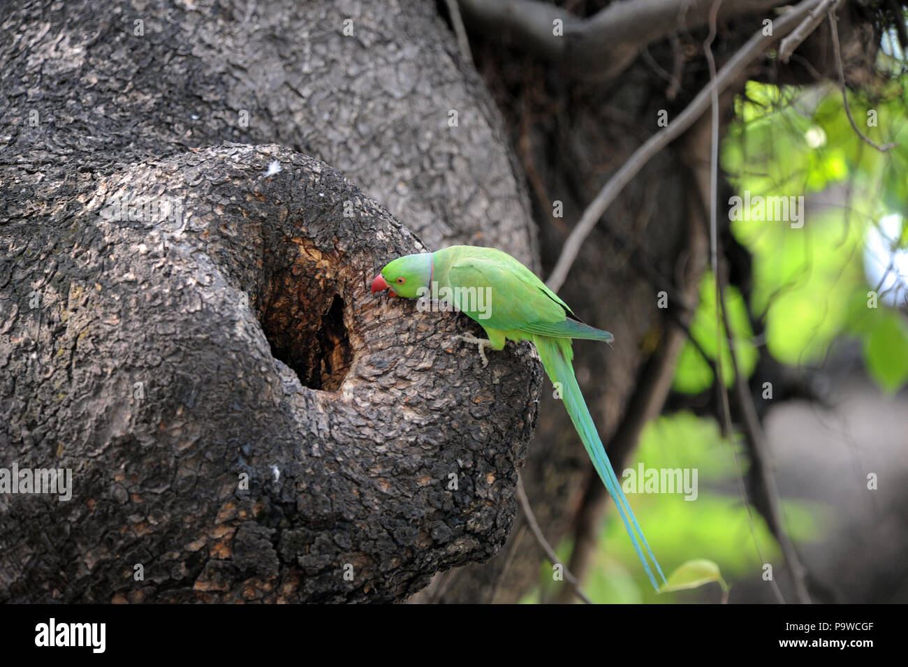 Dhaka, Bangladesh - May 06, 2011: Parrot parents and their nest of ...