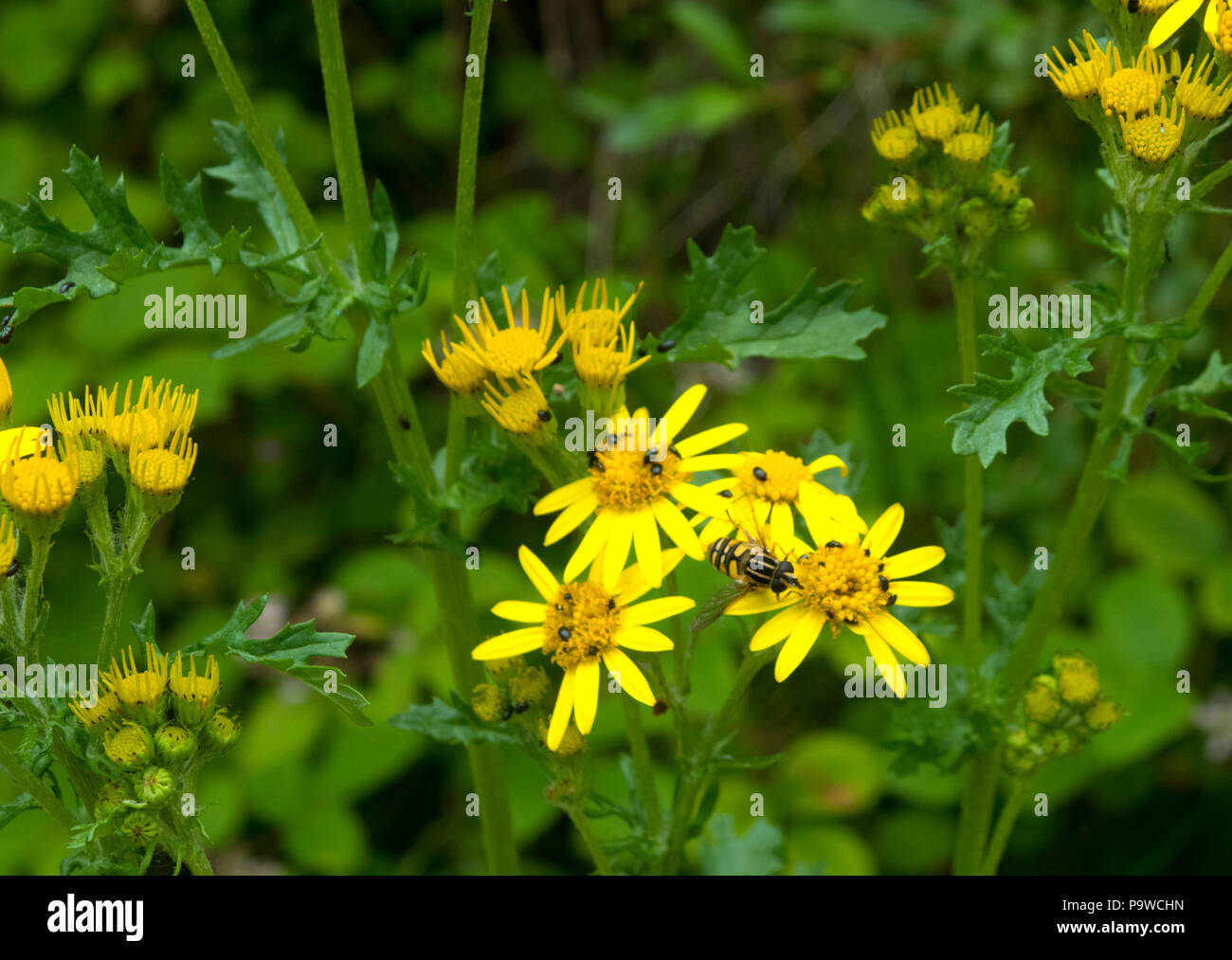 Insects on ragwort hi-res stock photography and images - Alamy